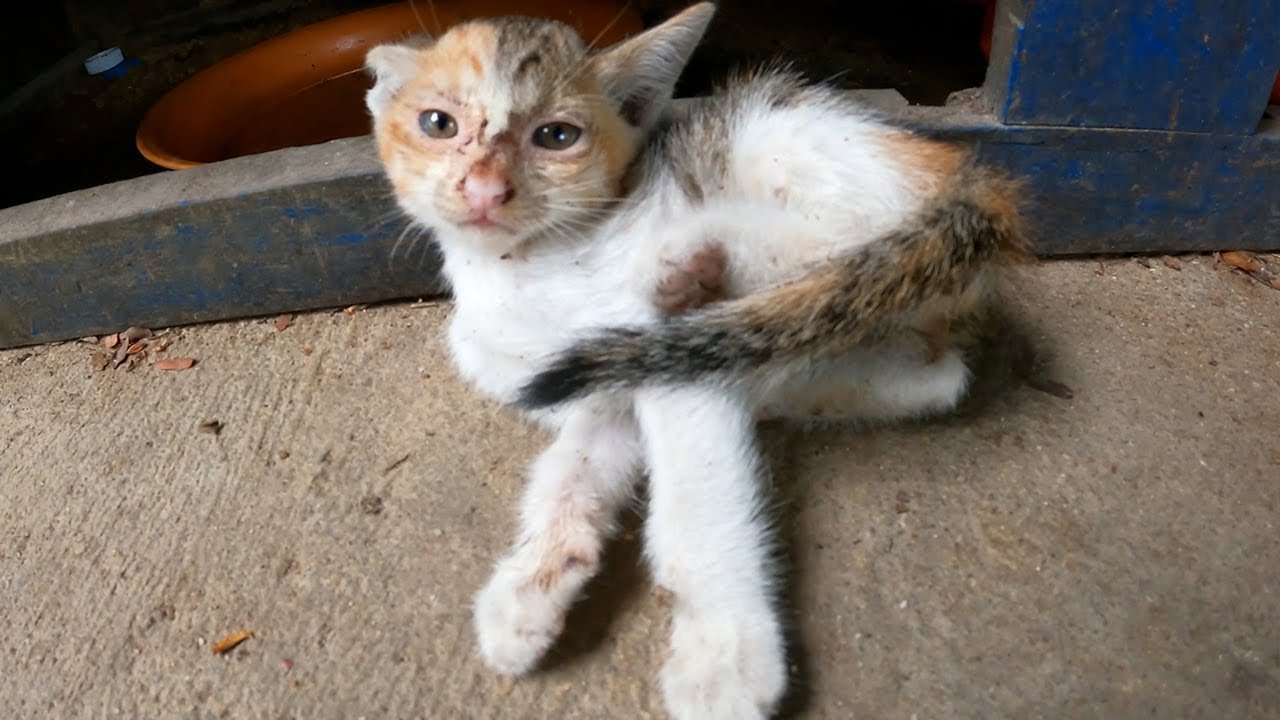 Helping a Starving kitten by Giving It Food - YouTube