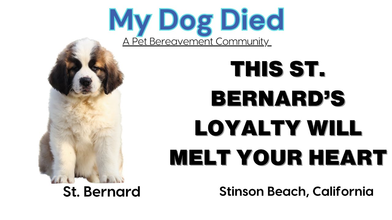 Daniel’s Last Goodbye to Millie — A St. Bernard’s Devotion Beneath His ...