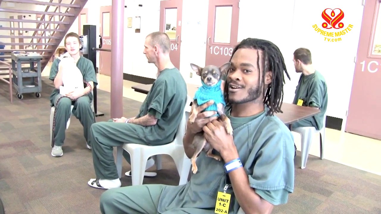 Prison Animal Programs: Transforming Lives through Love 監獄動物計畫：透過愛改變生命 ...