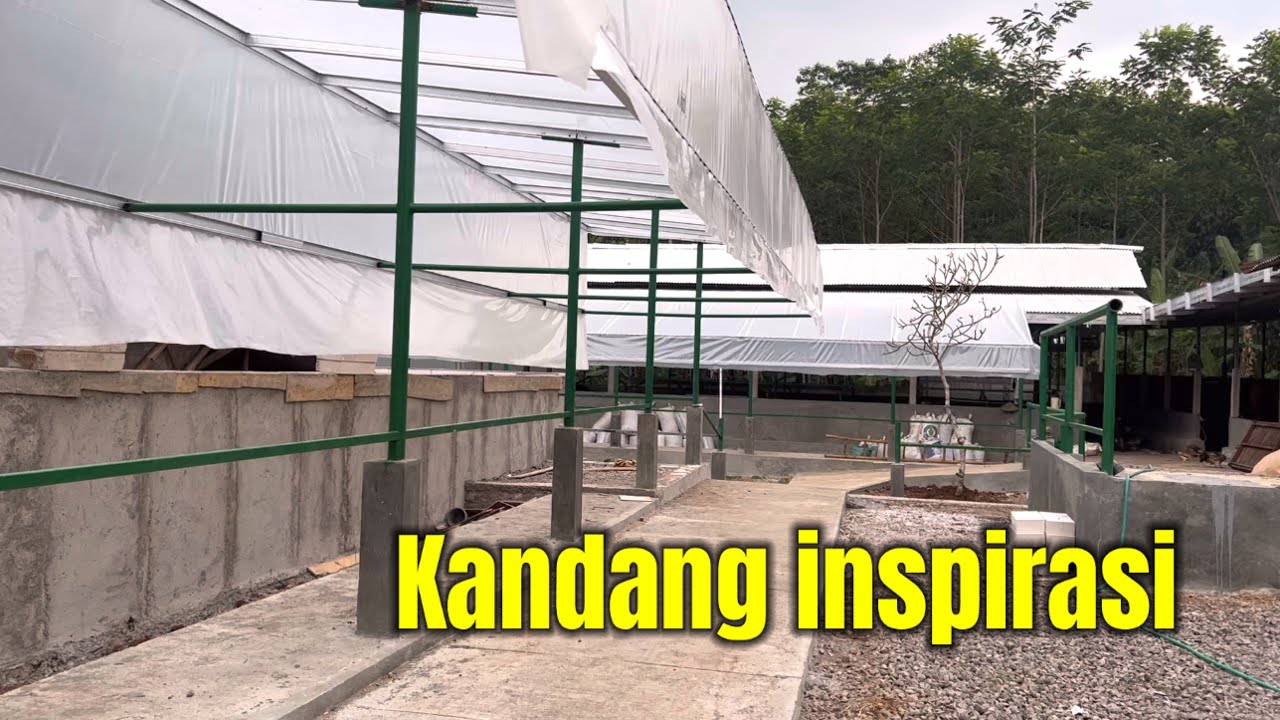 Kandang sapi inspirasi pakan bernutrisi untuk sapi lemu - YouTube
