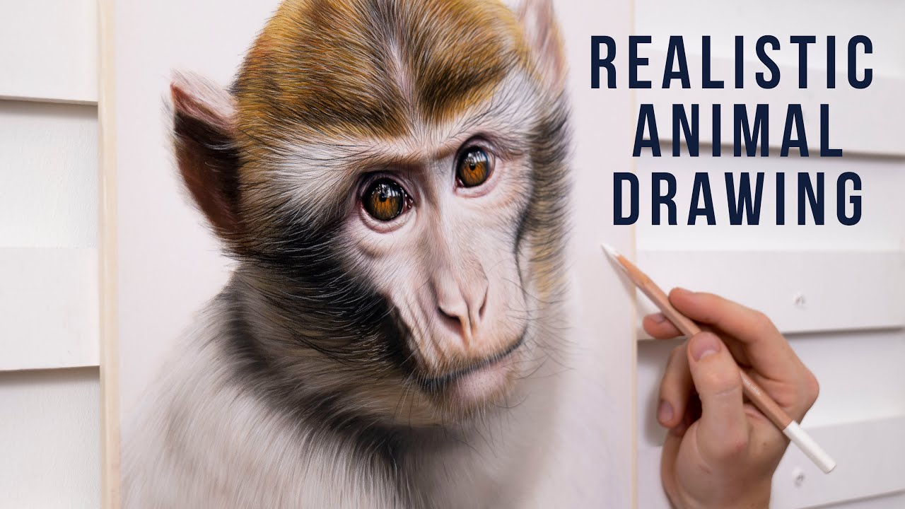 Barbary Macaque Soft Pastel Portrait Drawing | Wildlife Artwork - YouTube