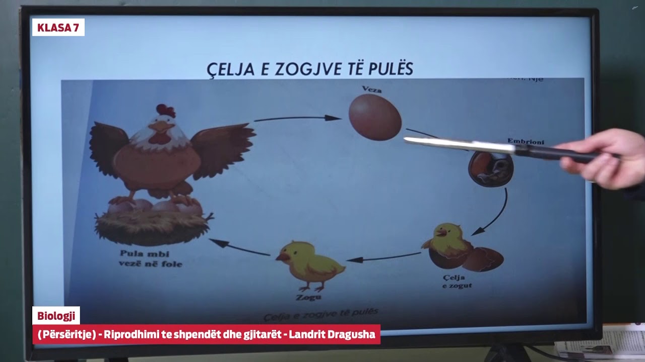 7665 - Biologji - Përsëritje: Riprodhimi te shpendët dhe gjitarët - YouTube