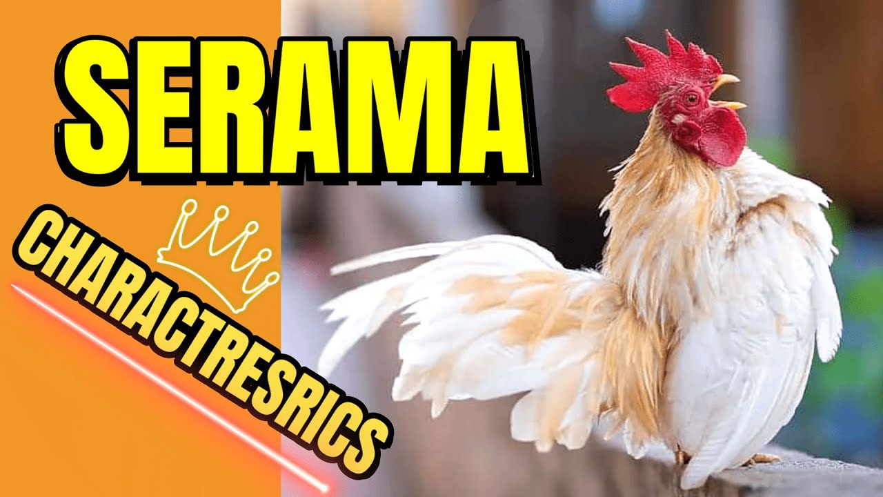 The "Napoleon" of the Coop: Serama Chickens and Their Unique ...