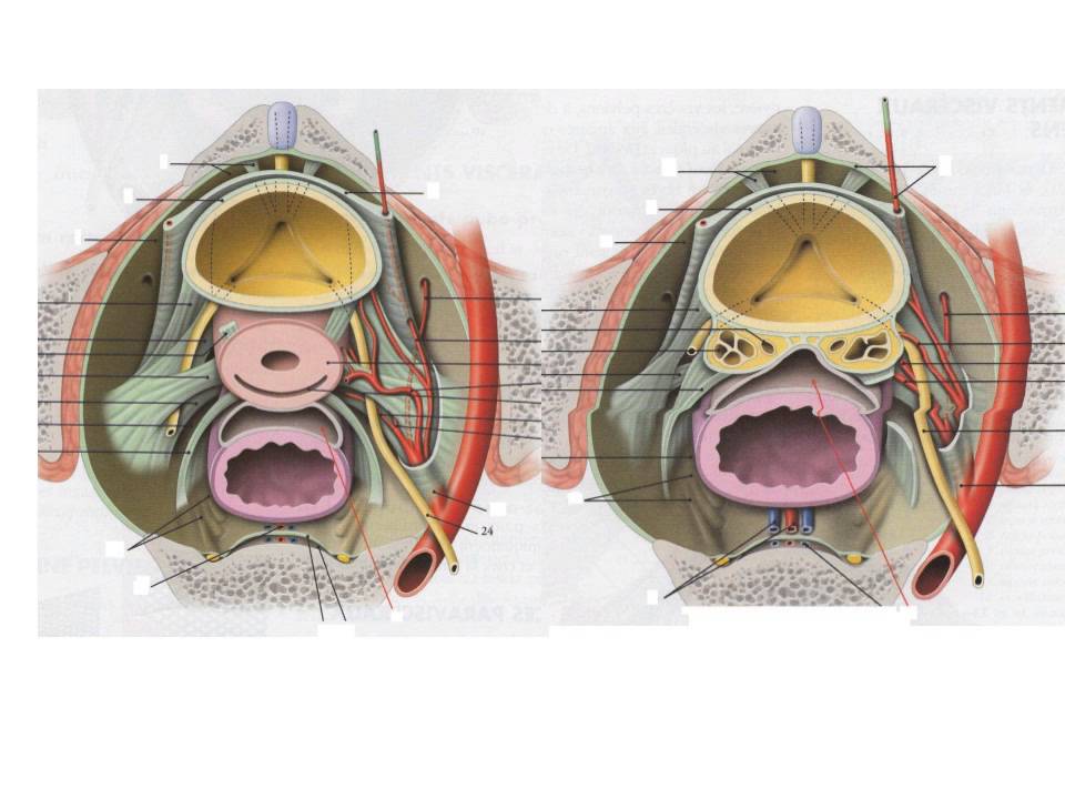 ANATOMIE ANATOMIE DU RECTUM - YouTube