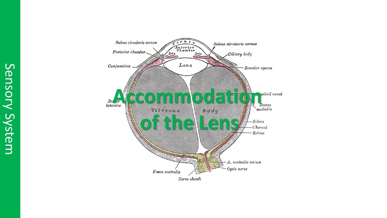 Accommodation of the Lens - YouTube