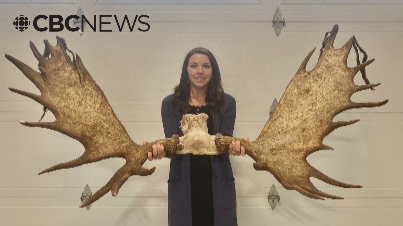 N.B. woman sets record for taking down giant bull moose with compound ...