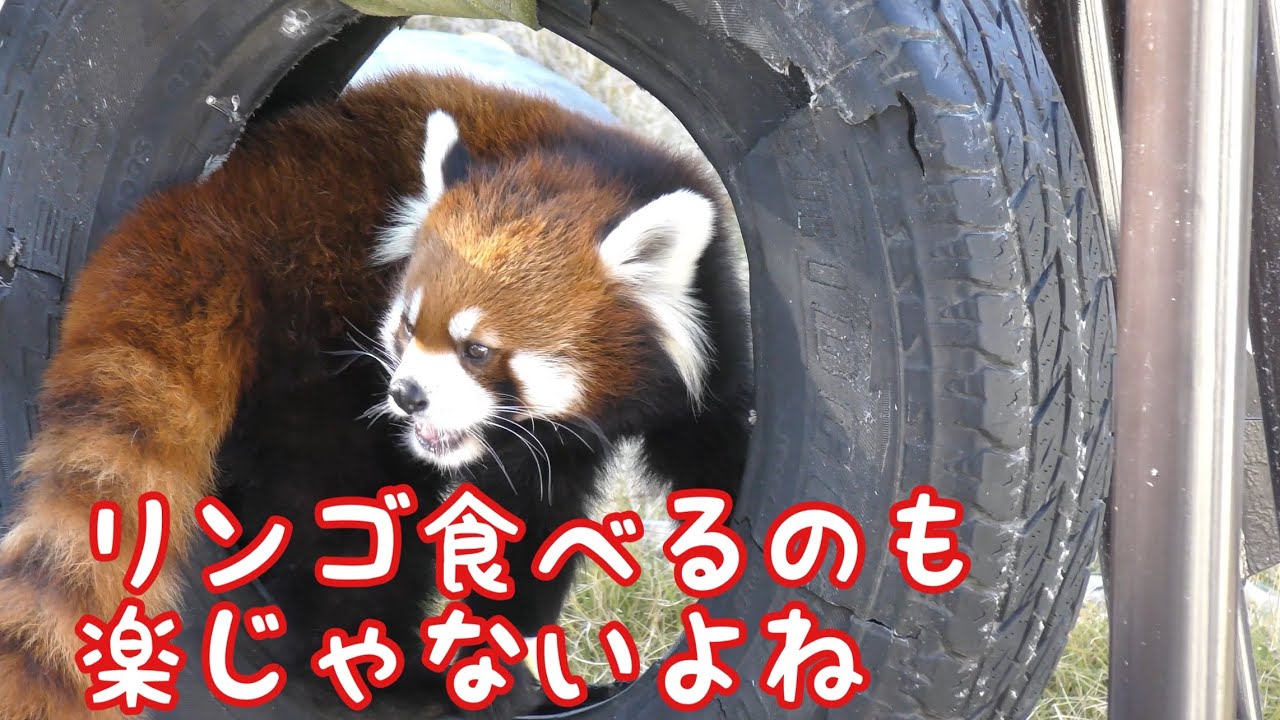 レッサーパンダ れいかちゃん リンゴの欠片を探し回っています 【東山動物園】Red panda Reika-chan Higashiyama ...