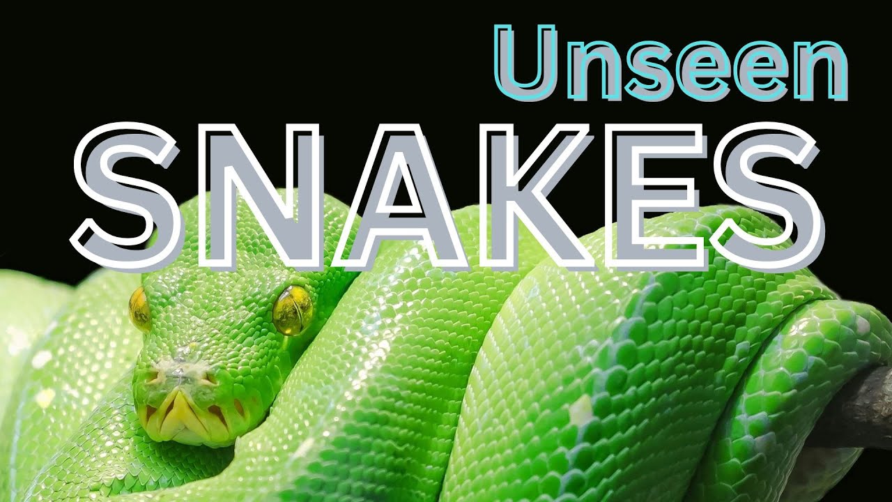 🚨UNSEEN VIPER SNAKES |Cobra Venom| Snakes World|Snakes 4K Ultra HD ...