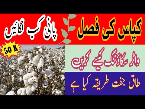 Cotton Crop Irrigation And Water Scouting Technique | Kapas ko pani kb ...