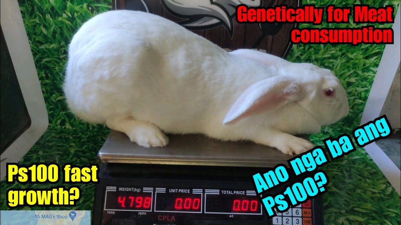 Bakit Ps100 hybrid ang bibilin ko? Rabbit Farming | Northern Rabbit ...