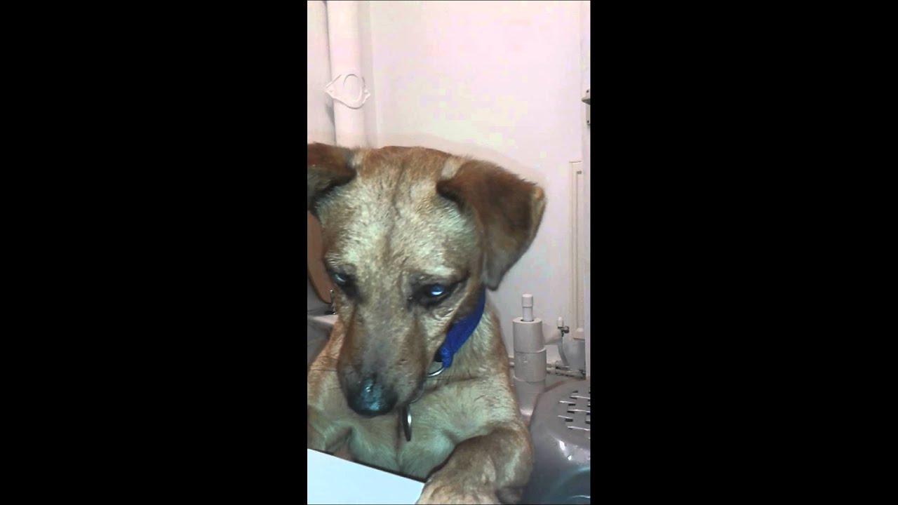 Funny singing and talking dog must see. Hilarious - YouTube