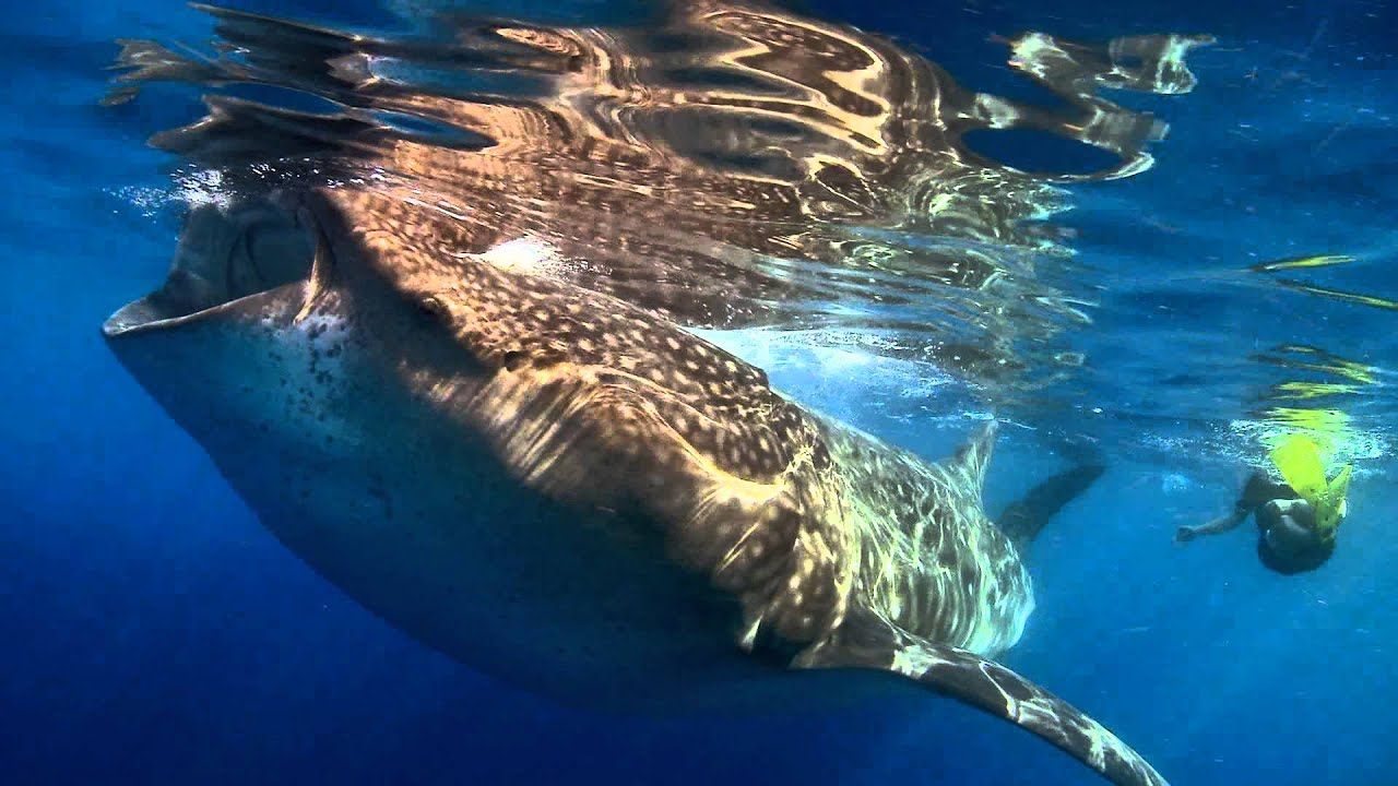 WildAid PSA - Richard Branson - Swimming with Whale Sharks - YouTube