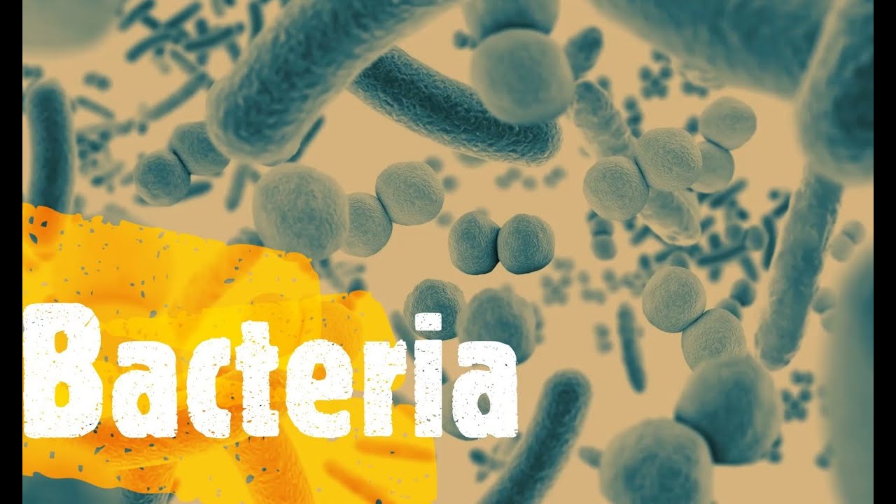 Bacteria | Basic information of Bacteria | Basic structure of Bacteria ...