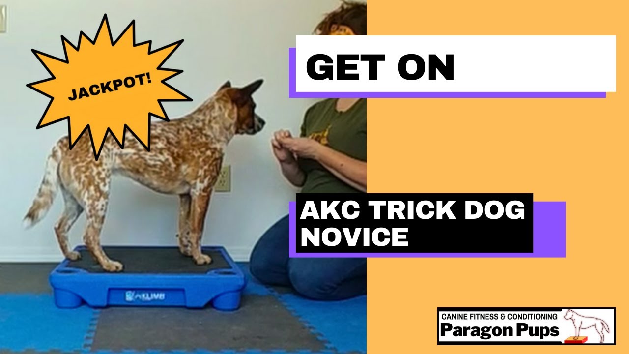 "Get On" AKC Trick Dog Novice - YouTube