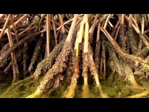 Bahamas National Trust | BoneFish Pond - YouTube