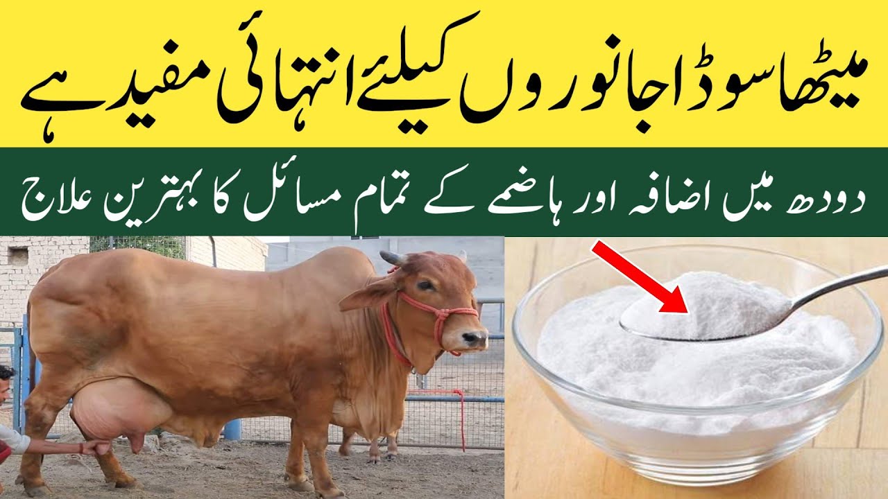 Janwaron Ko Meetha Soda Lazmi Istimal Karwain Dairy Farming In janwaron-ko-meetha-soda-lazmi-istimal-karwain-dairy-farming-in