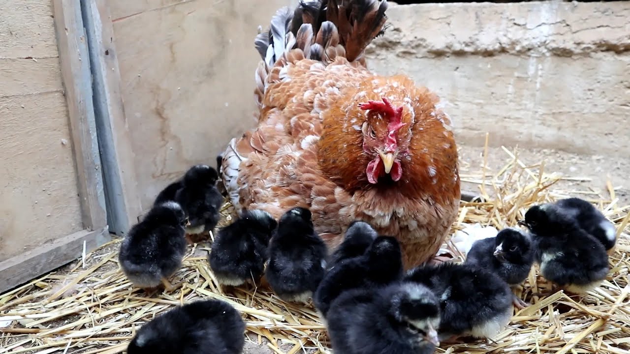 Grandmother gave birth to all the hens 16 chicks, Plymouth Rock - YouTube