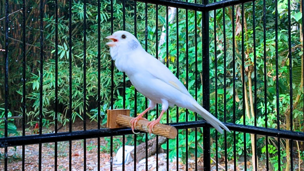 All The Canaries Will Sing Along After Hearing This Canary's Song - YouTube