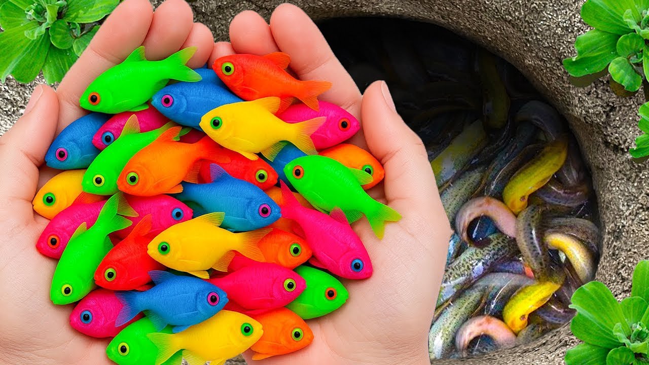 Catch Beautiful Freshwater Aquarium Fish in Flood Fields, Snails, Carp ...