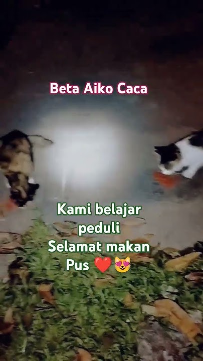Street feeding. Belajar peduli dgn kucing liar dan kucing jalanan 😻 ️🥰💪 #catlover - YouTube