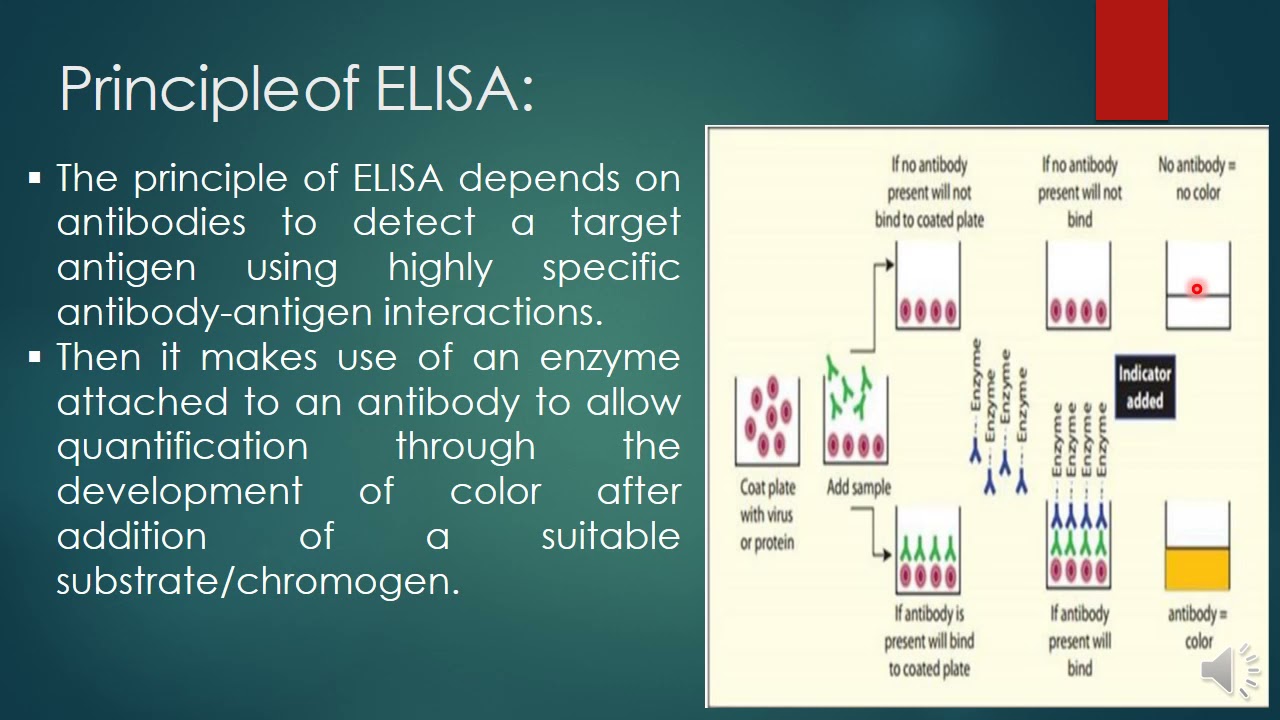 ELISA-practical endocrine module, 2nd level - YouTube