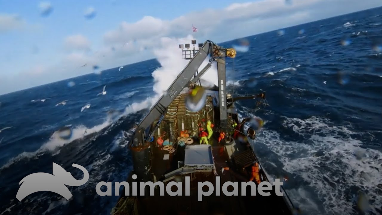 Discussão intensa em um barco de pesca de caranguejos | Pesca Mortal ...