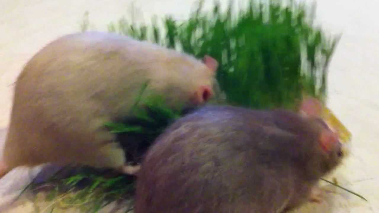 Rats & Wheat Grass - YouTube
