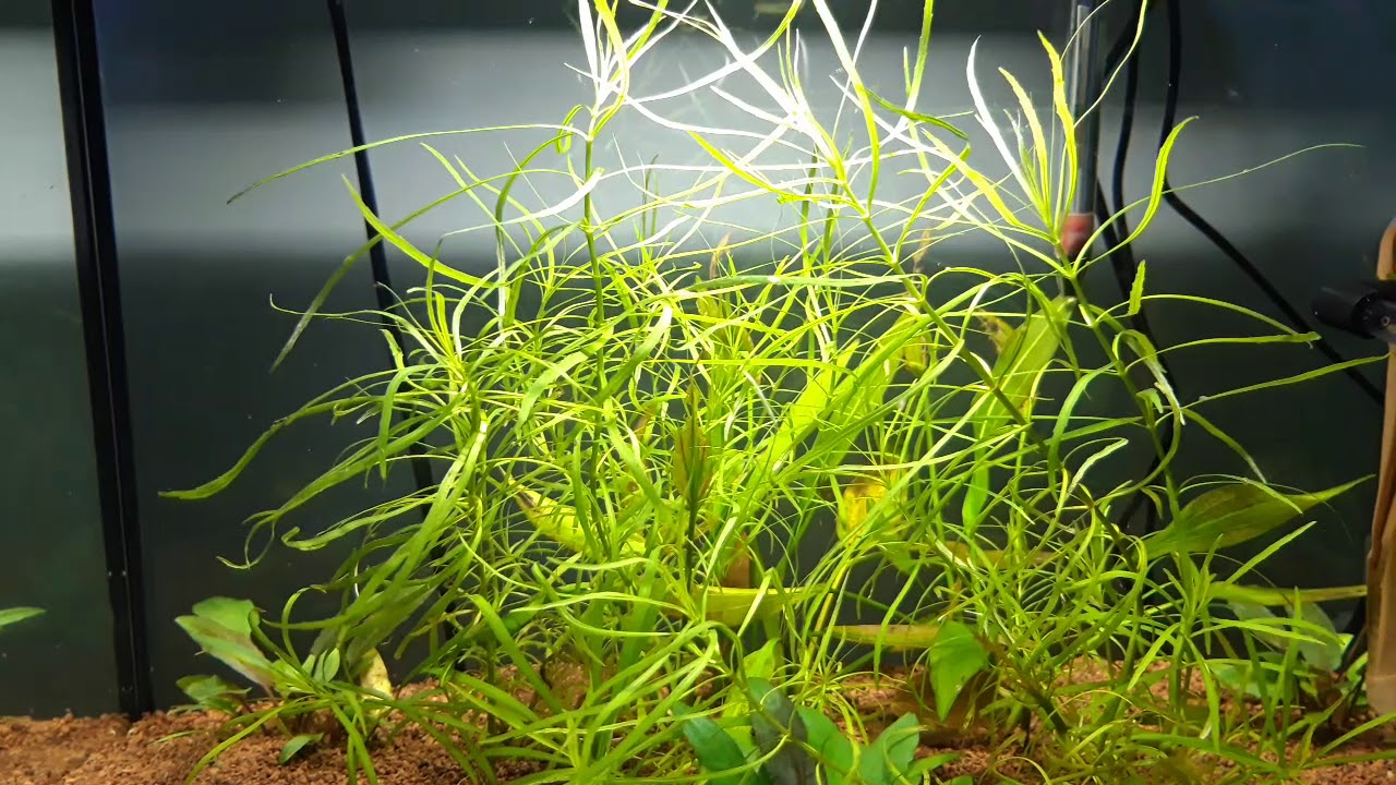 Aquarium bébés crevettes caridina japonika - YouTube