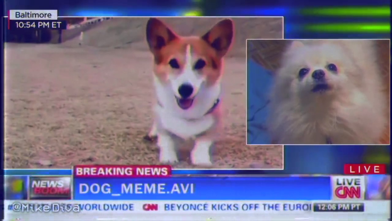BREAKING NEWS! DOGS INVASION! - YouTube
