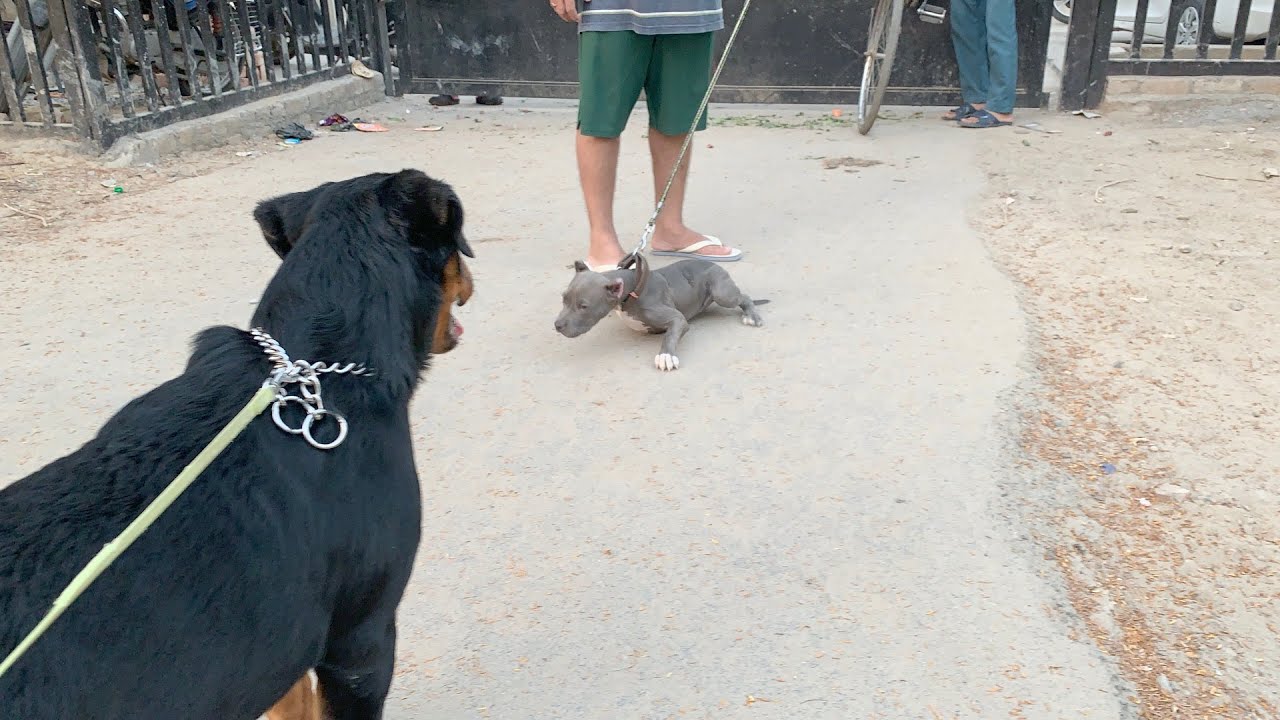 THOR Meet New Friend AMERICAN BULLY(PART 1) |Rottweiler and American ...