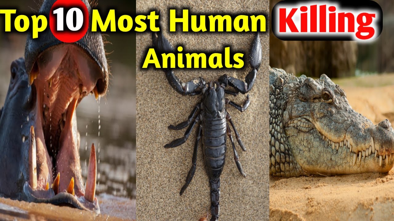 Top 10 Animals Which Kill Most Humans Each Year! انسانوں کے دس سب سے ...