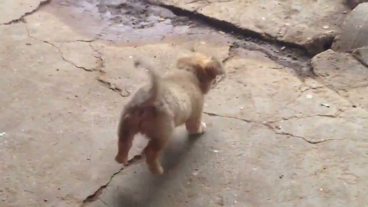 Perrito Vs León - YouTube