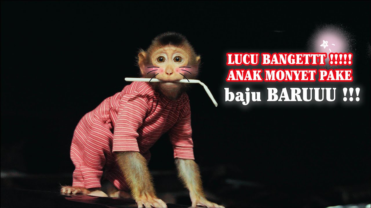 CAKEP dan lucu banget !!! ANAK MONYET pake baju baru - YouTube