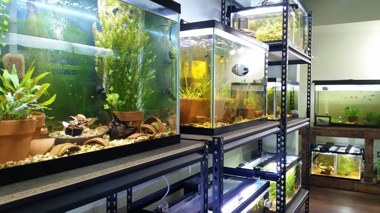 Fish Room Update: Summer 2018! Rare Livebearers! 20+ Tanks! #Goodeid ...