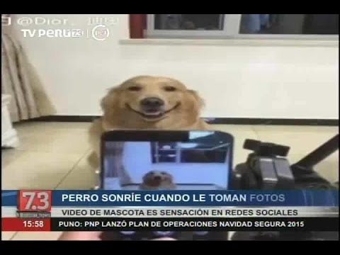 Youtube: Perro sonríe cuando le toman un selfie - YouTube