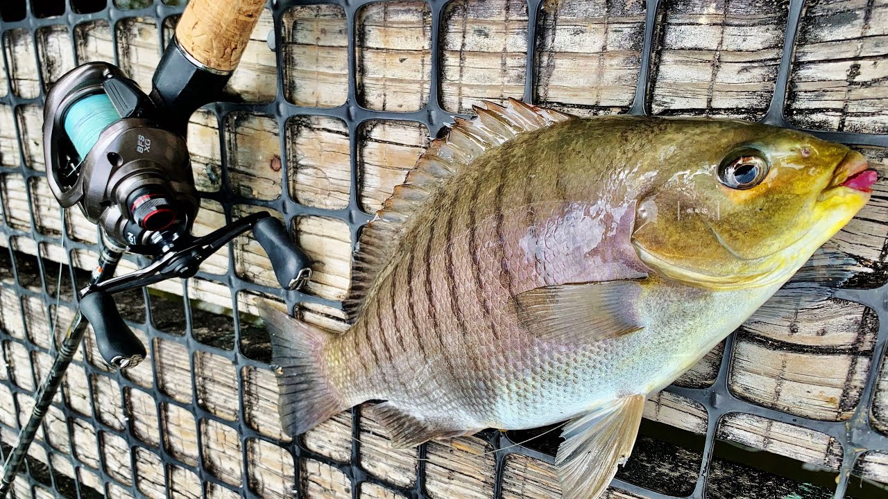 Lure Fishing New Zealand Parore On Softbait#Albert Fish On#鱼吕行#新西兰钓鱼微物路 ...