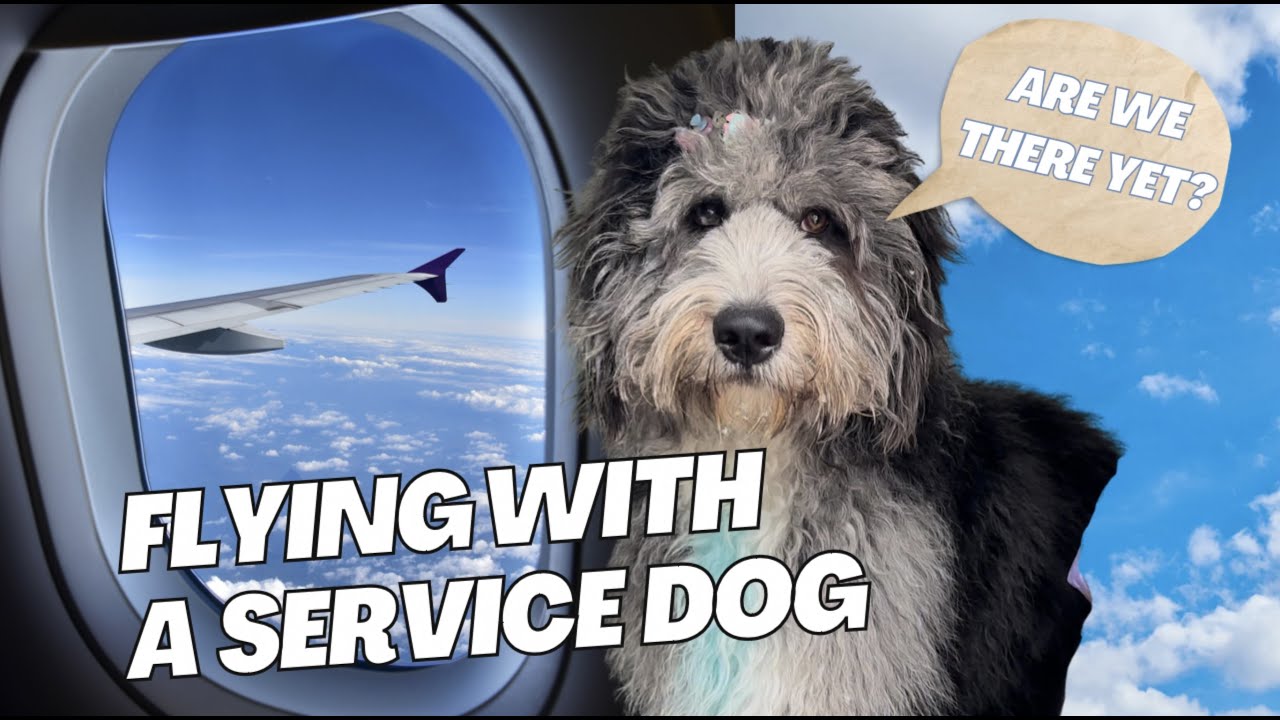 First time flying with a service dog! (ROUNDTRIP FLIGHT LA — CHICAGO ...