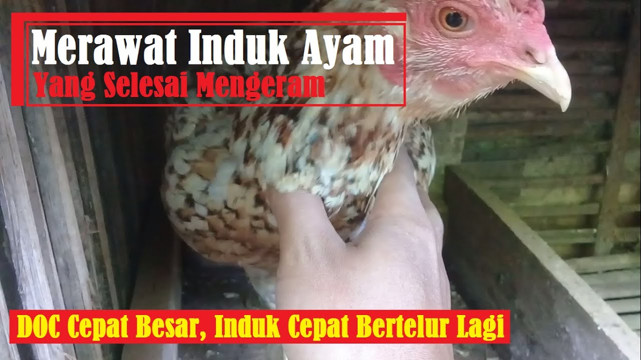 Rahasia Merawat Induk Ayam Selesai Mengeram | Anak Ayam Cepat Besar dan ...