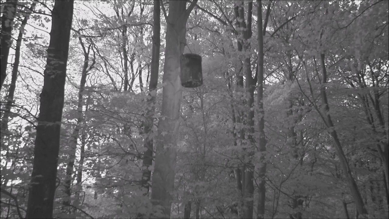 Noctule bats emerge from box - YouTube