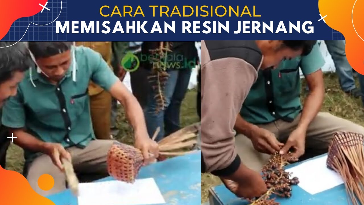 Memisahkan Getah atau Resin Jernang Secara Tradisional - YouTube