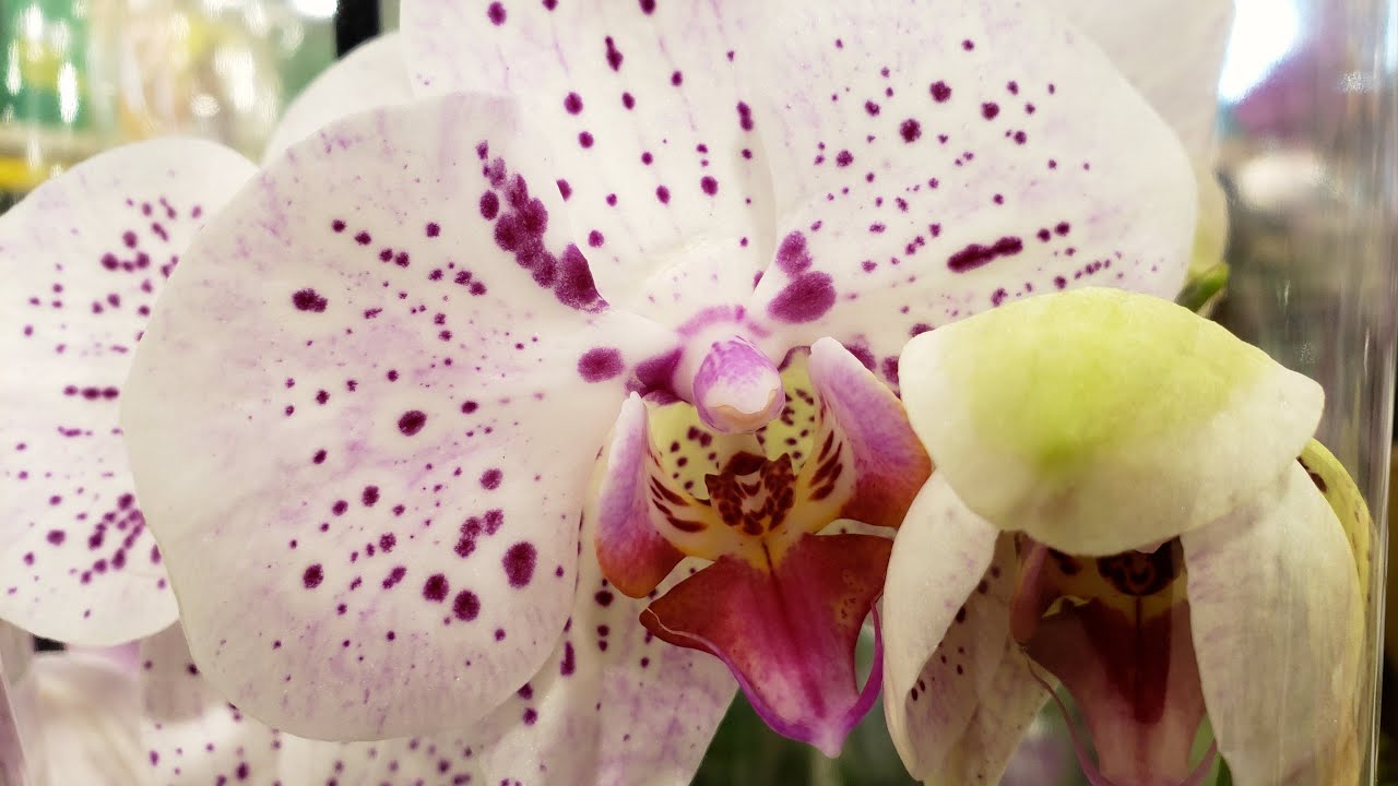 Orchid Flowers | Relaxing Music - YouTube