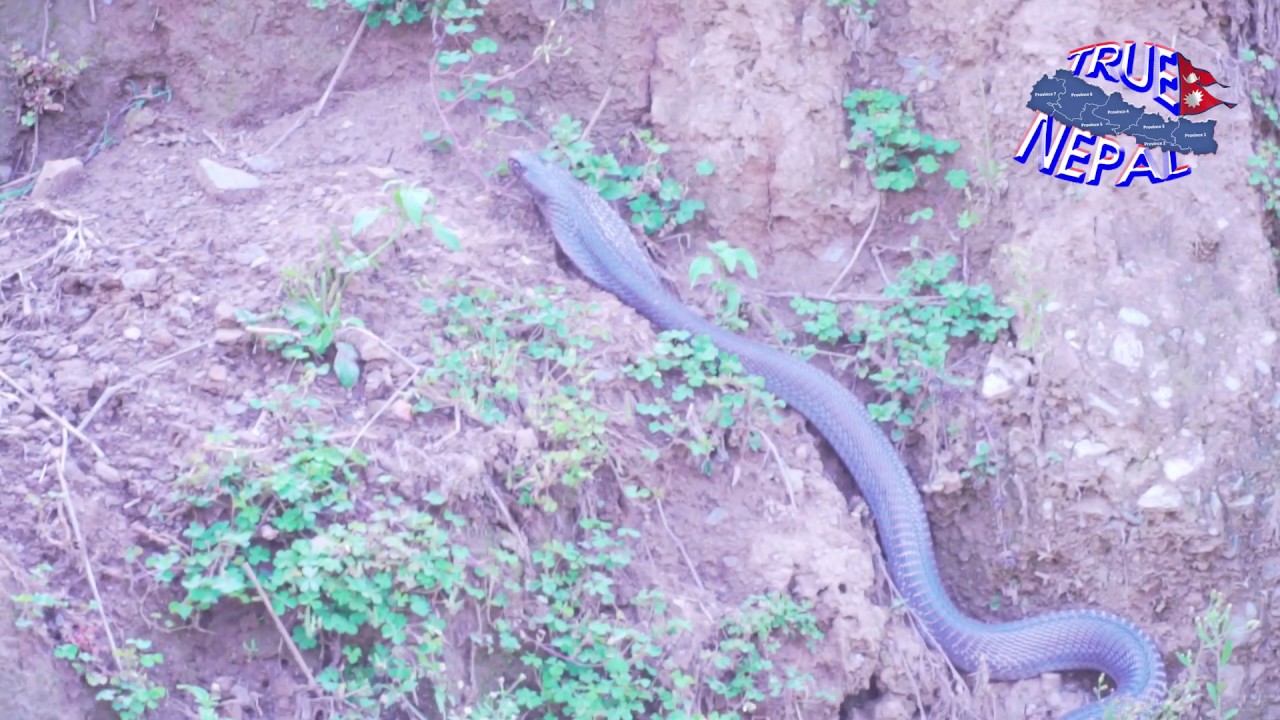 goman / Cobra / Snake / Britannica/ Nepali CobraBhanubhakta Joshi ...
