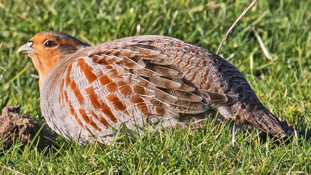 Grey Partridge Hatching Live Part 2 - YouTube