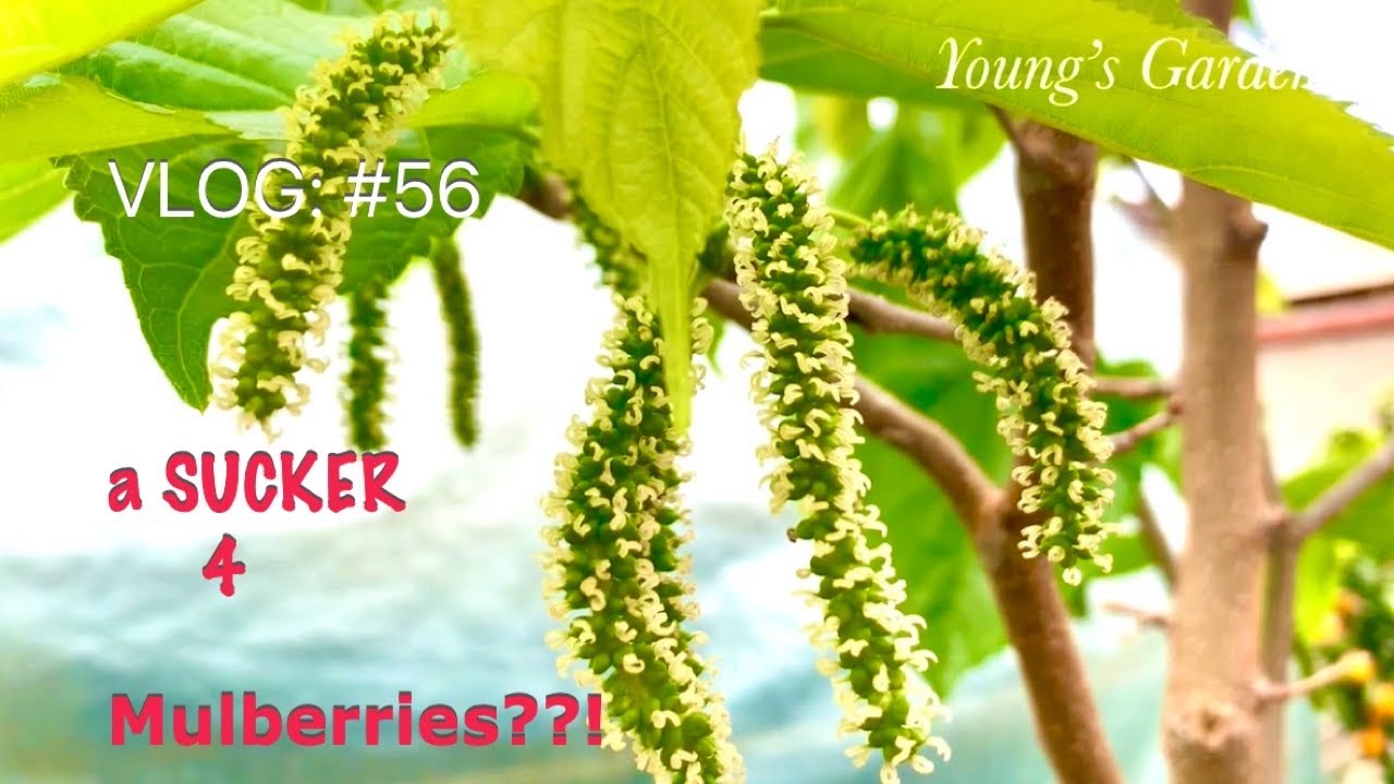 Mulberry Tree Guide: Find the Perfect Variety for Your Garden ...