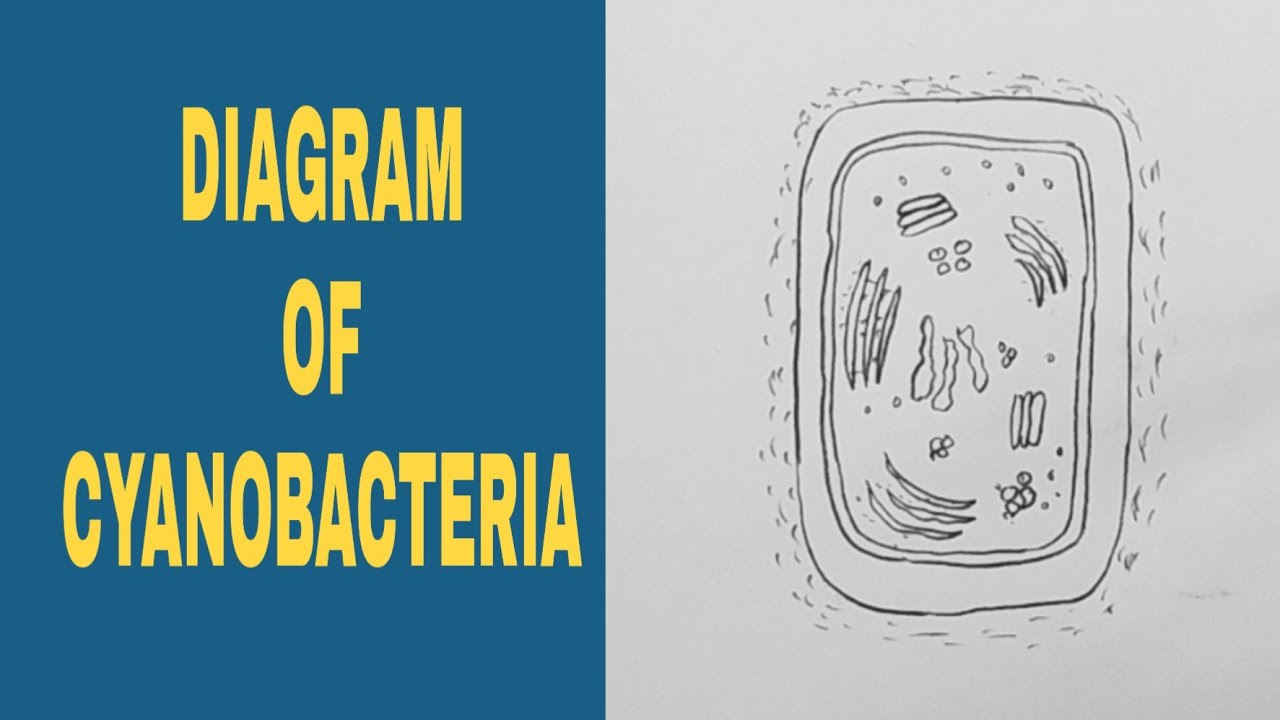 HOW TO DRAW A CELL STRUCTURE OF CYANOBACTERIA - YouTube