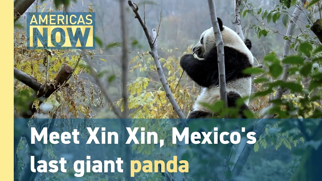 Meet Xin Xin: the last giant panda in Mexico and Latin America - YouTube