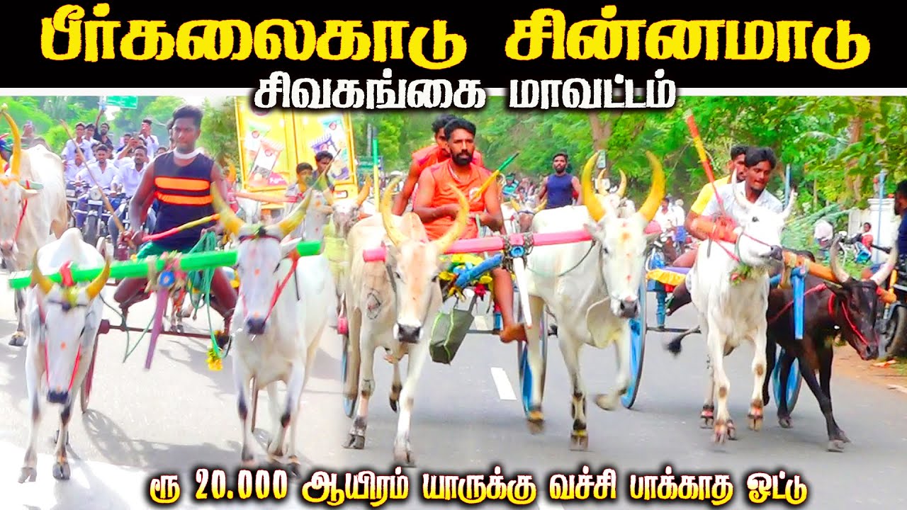 பீர்க்கலைக்காடு சின்னமாடு பந்தயம் 16.07.2025 - YouTube