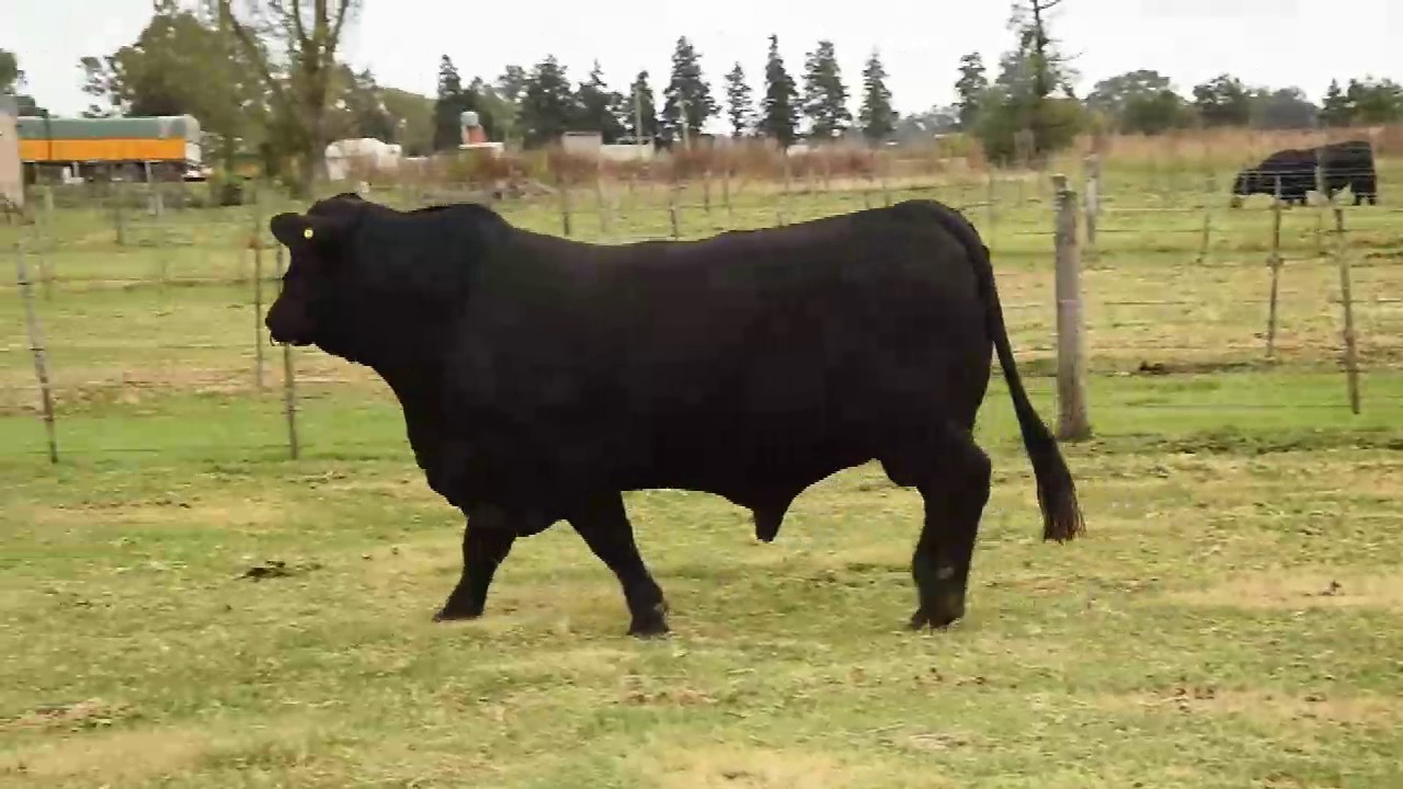 YACU TORO - Brangus Negro - CIAVT - YouTube