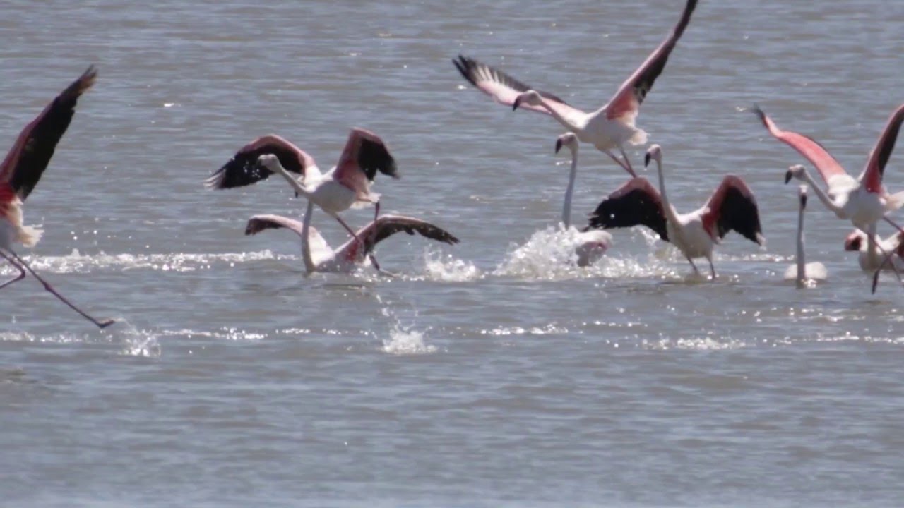 Montijo Natura - " De barco pela baía de Montijo" - YouTube