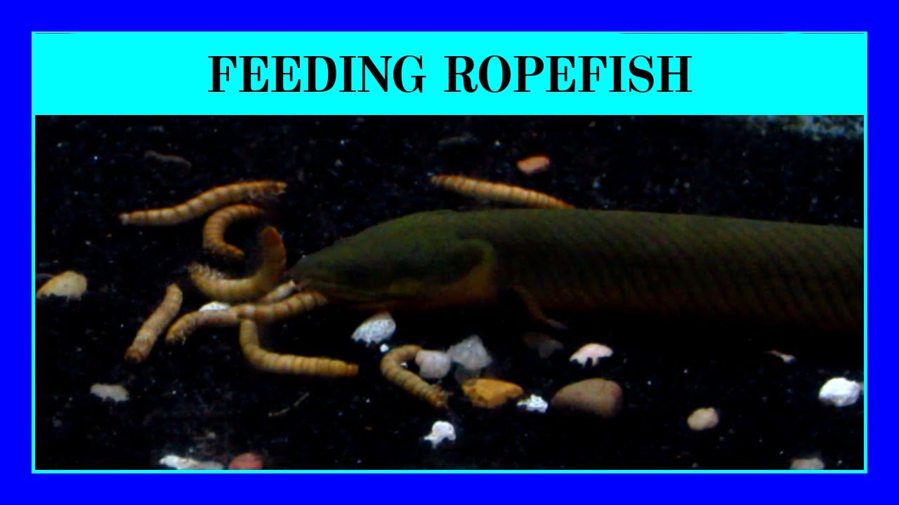 Episode 59 - What To Feed Your Ropefish / Reedfish in an Aquarium. (And ...